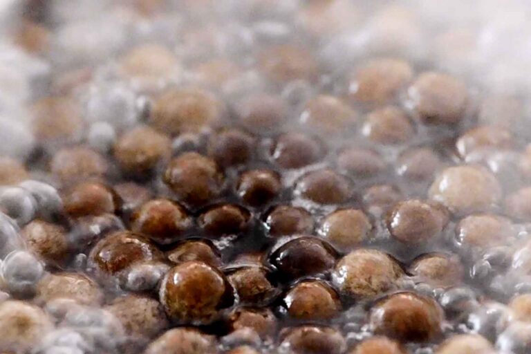 Coffee Milk Bubble Tea with Boba Pearls